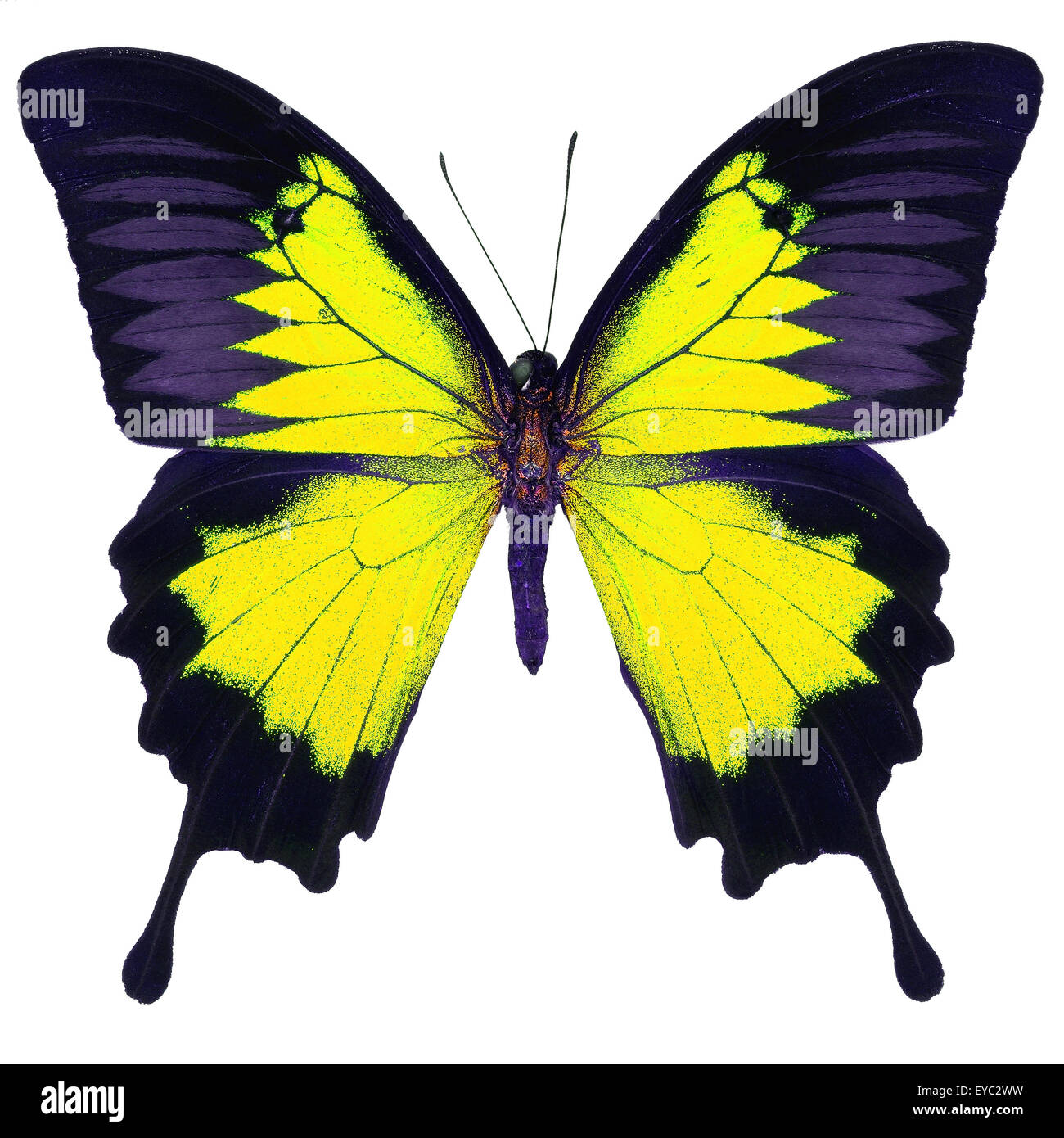 Beautiful yellow butterfly, Blue Emperor, Mountain Blue (Papilio ...