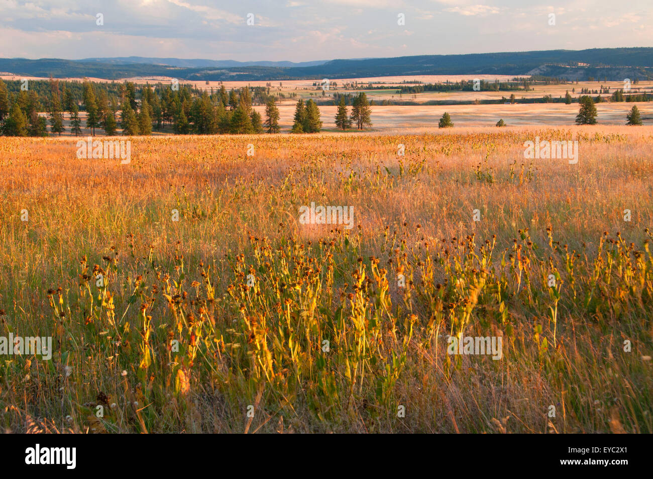 Ukiah, oregon hi-res stock photography and images - Alamy