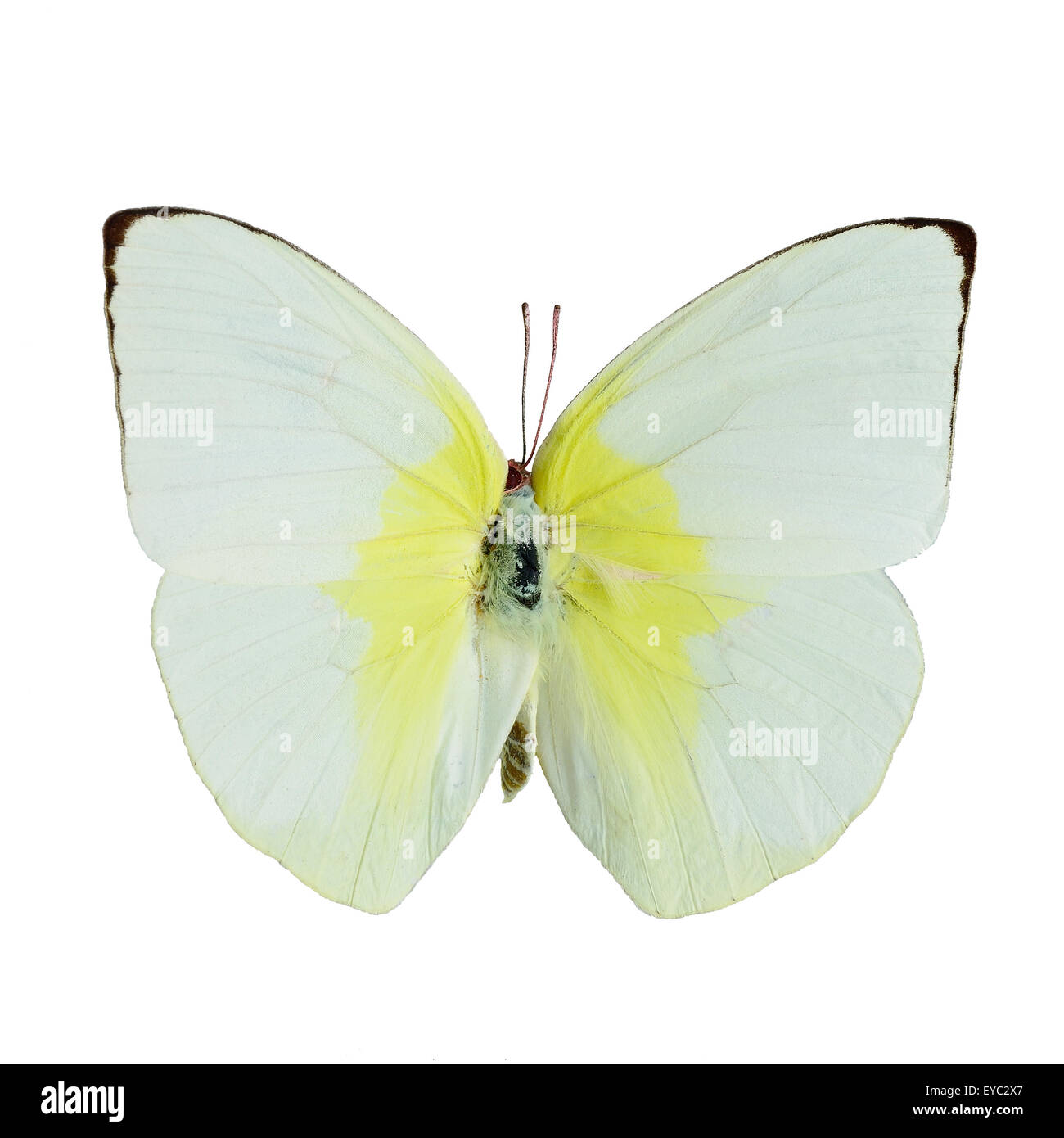 Catopsilia Pomona High Resolution Stock Photography and Images - Alamy
