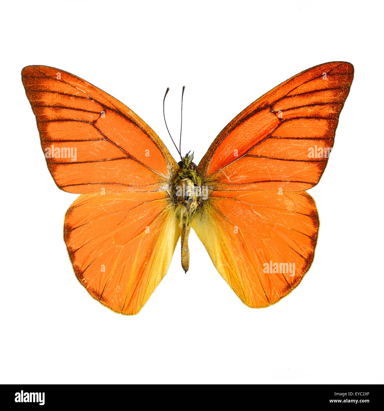 Orange Albatross Butterfly (Appias nero galba), isolated on white ...