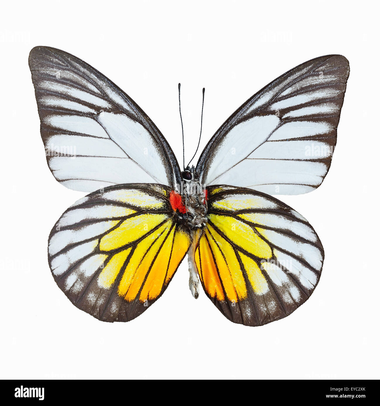 Orange bullterfly, Orange Gull butterfly (Cepora iudith), isolated on ...