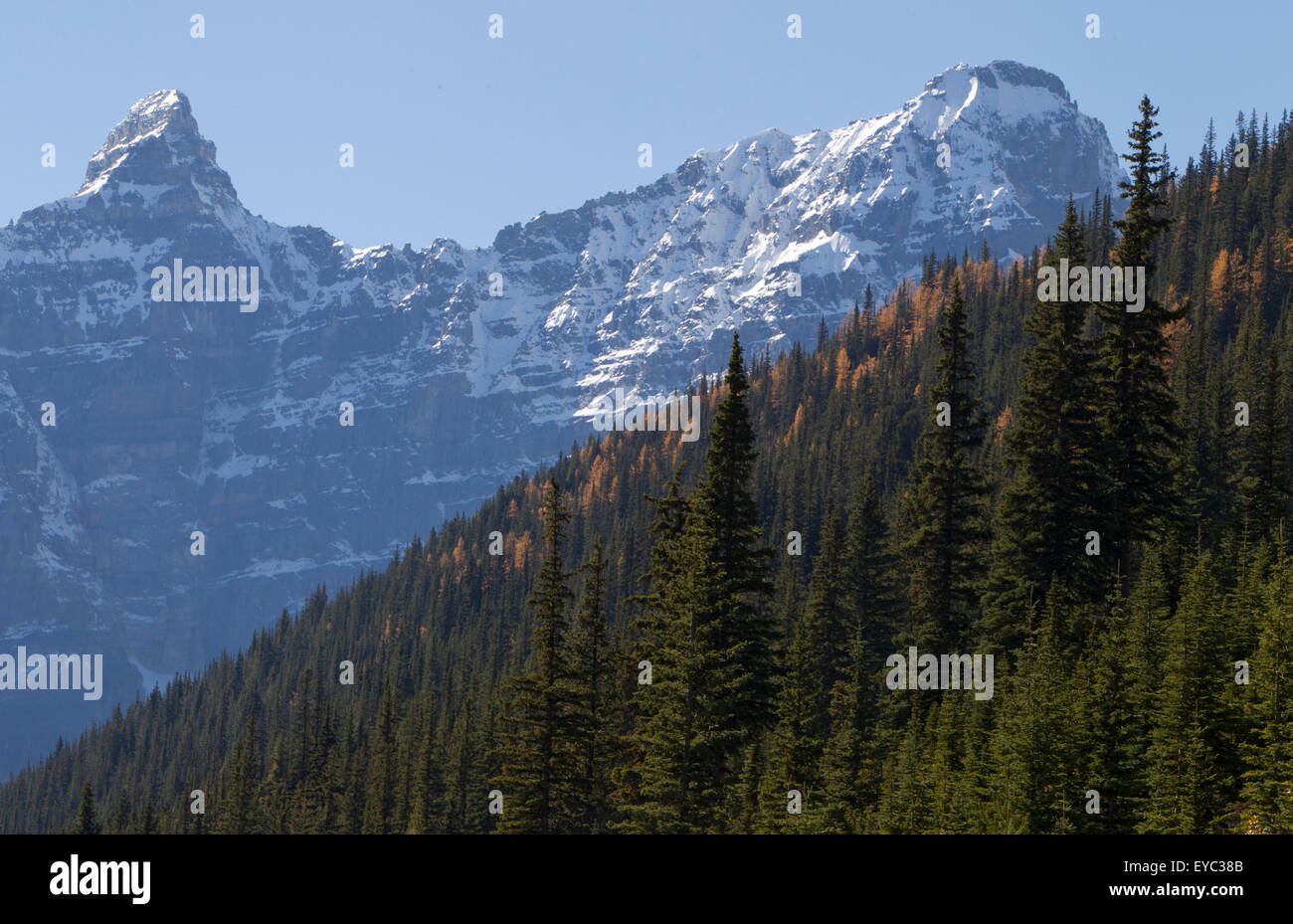 Larch trees banff hi-res stock photography and images - Alamy