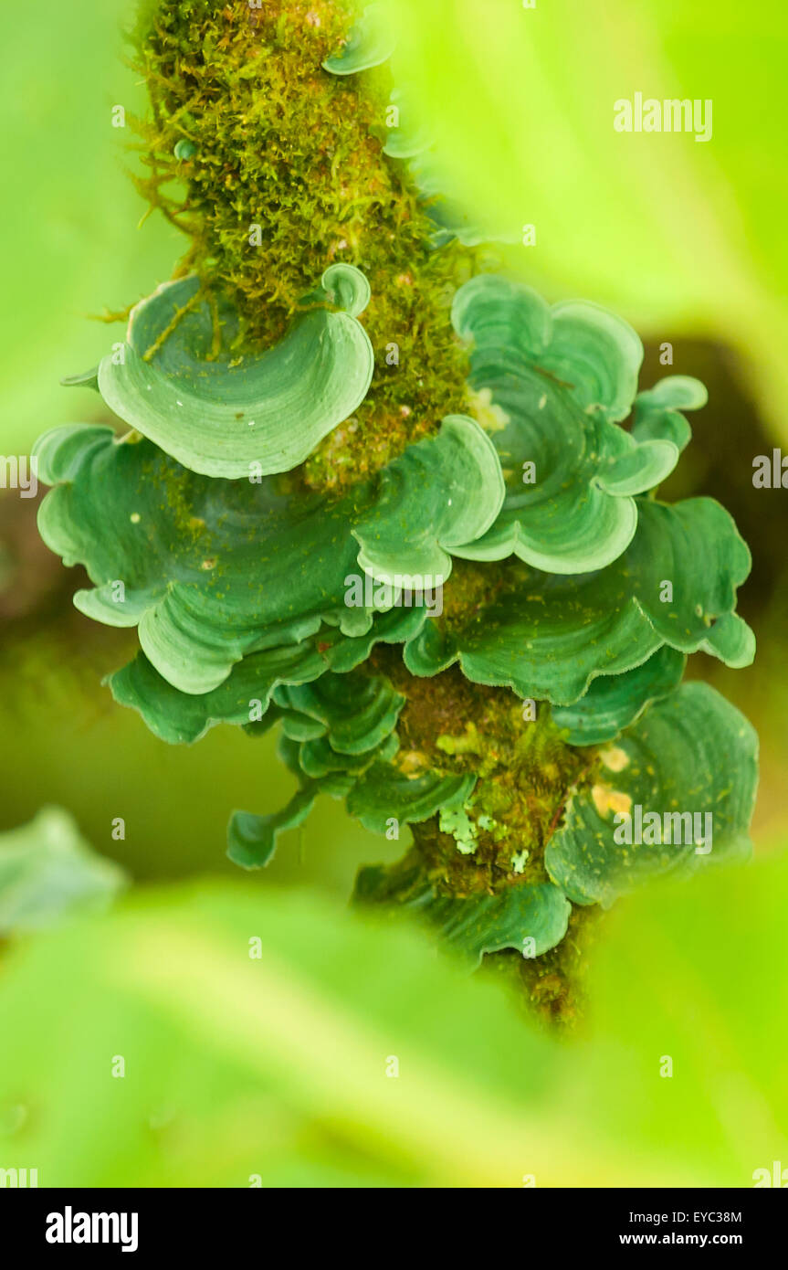 Dictyonema glabratum hi-res stock photography and images - Alamy