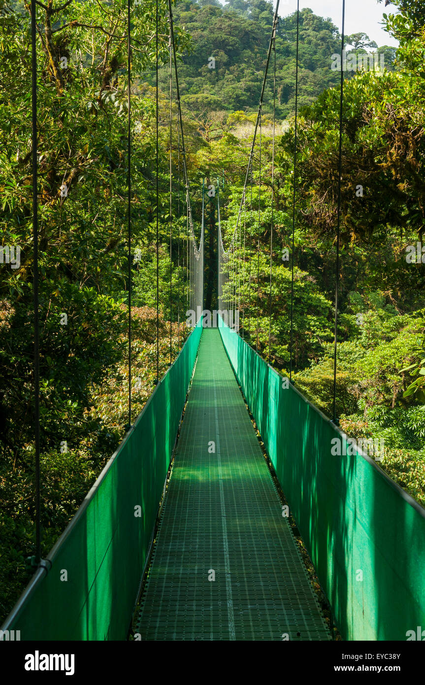 Hanging Bridge, Cloud Forest, Monteverde, Costa Rica Stock Photo - Alamy