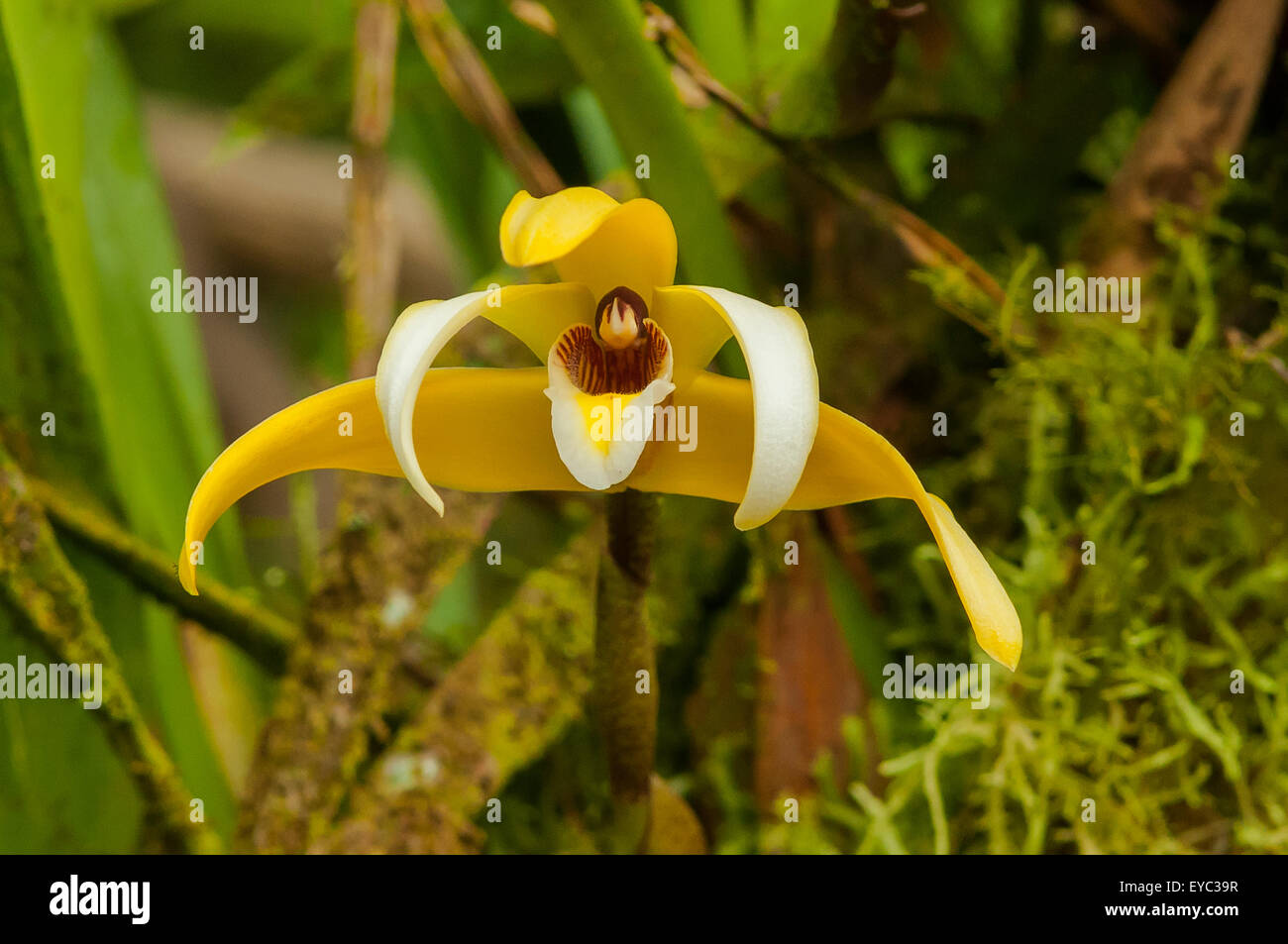 Maxillaria hi-res stock photography and images - Alamy
