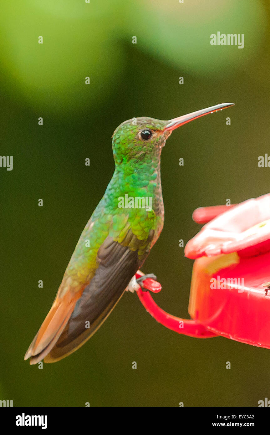 Rufous-tailed Hummingbird, La Paz Waterfall Gardens, Costa Rica Stock ...