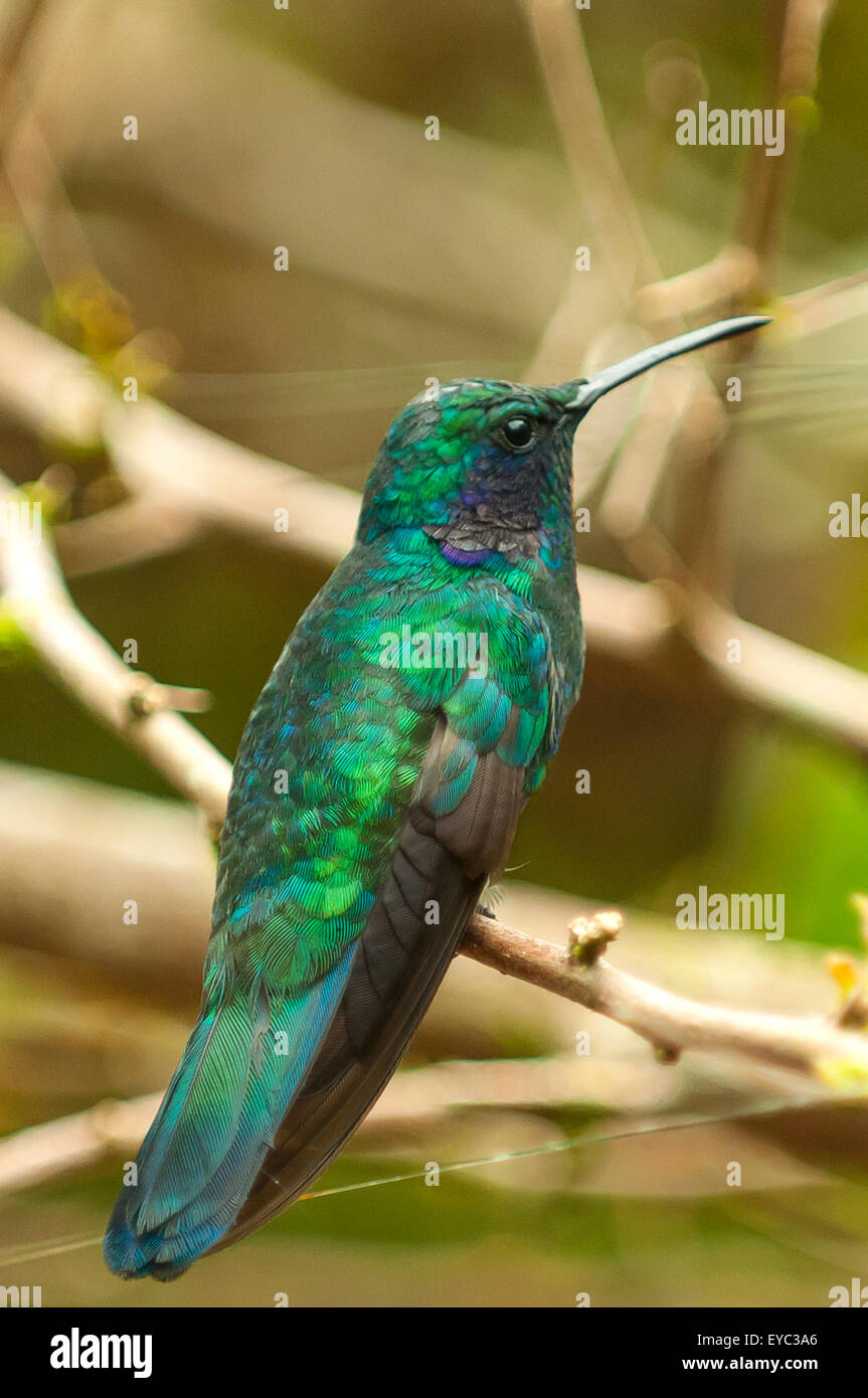 Green Violet-eared Hummingbird, La Paz Waterfall Gardens, Costa Rica ...