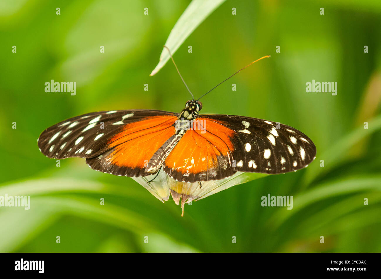 Heliconius hecale, Golden Longwing Butterfly, La Paz Waterfall Gardens ...
