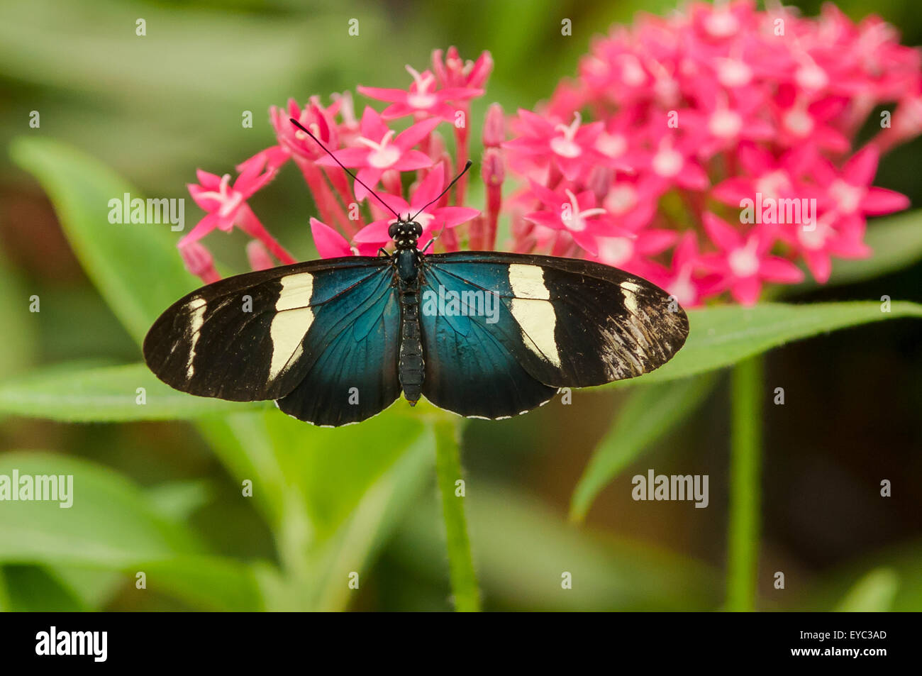 Heliconius cydno, Cydno Longwing Butterfly, La Paz Waterfall Gardens, Costa Rica Stock Photo - Alamy