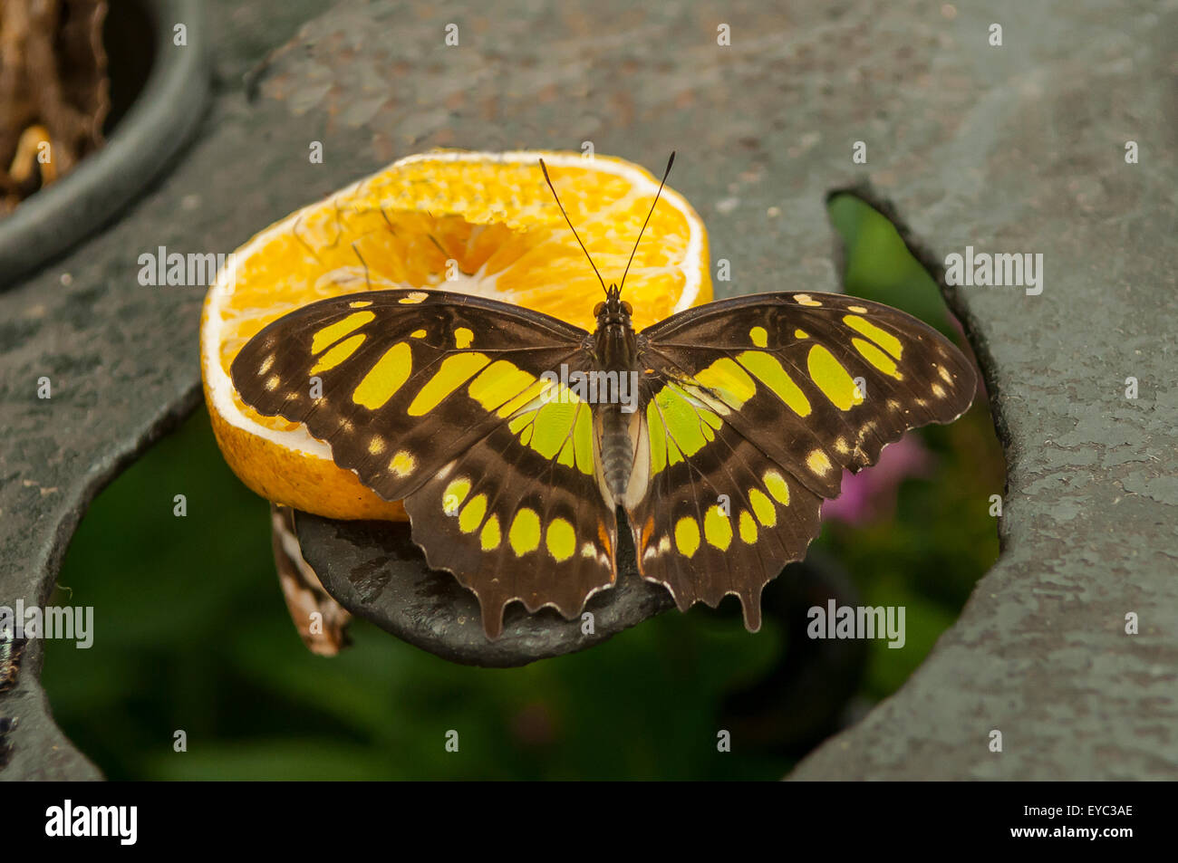 Papilio thoas, Yellow Swallowtail Butterfly, La Paz Waterfall Gardens ...