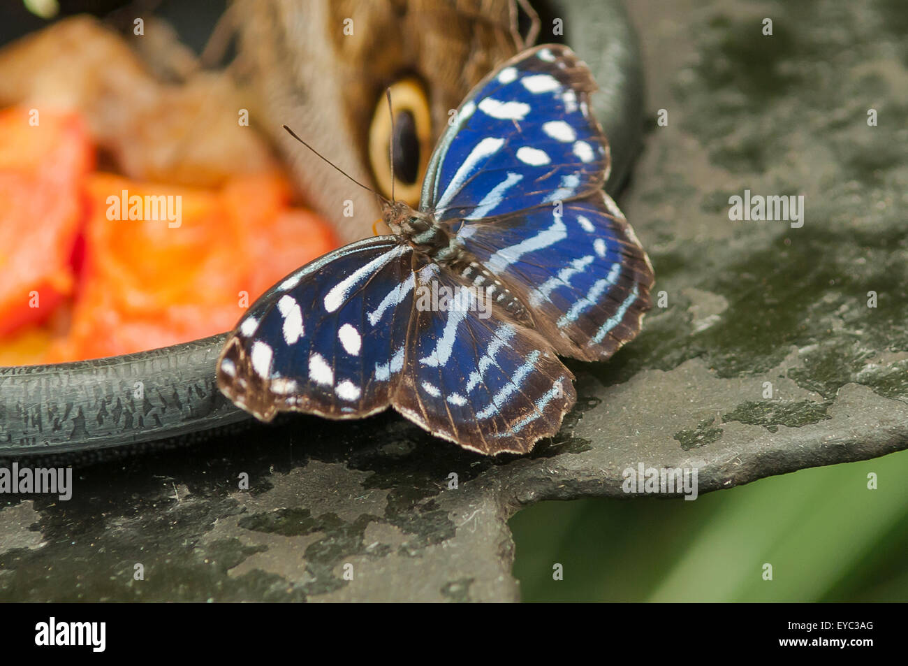 Myscelia cyaniris, Blue-banded Purplewing Butterfly, La Paz Waterfall ...