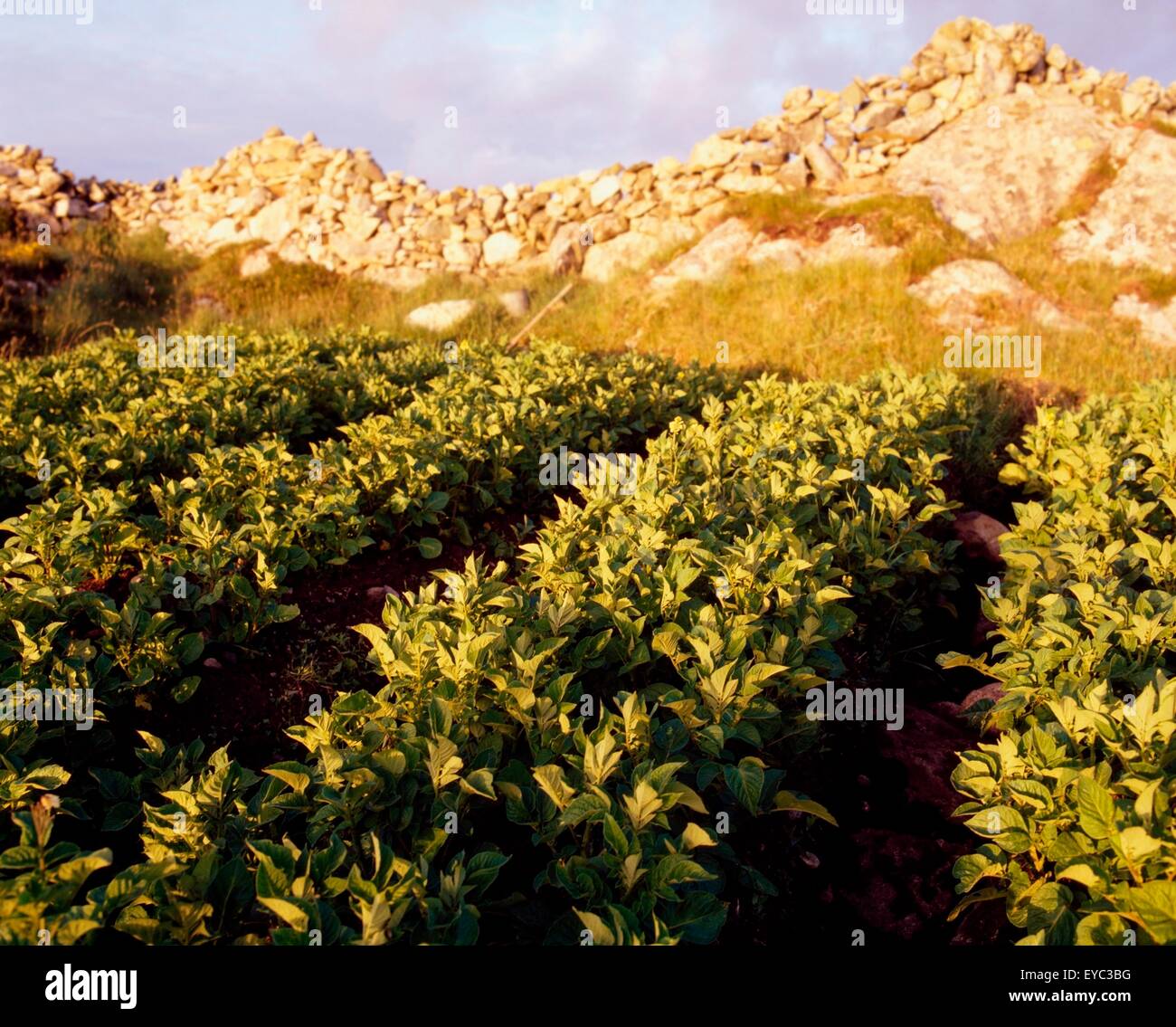 Potato Field, Ireland Stock Photo - Alamy