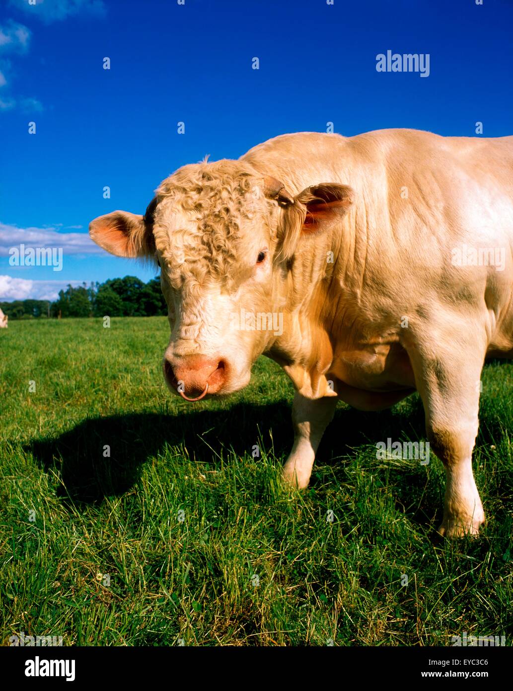 Charolais Bull, Ireland Stock Photo - Alamy