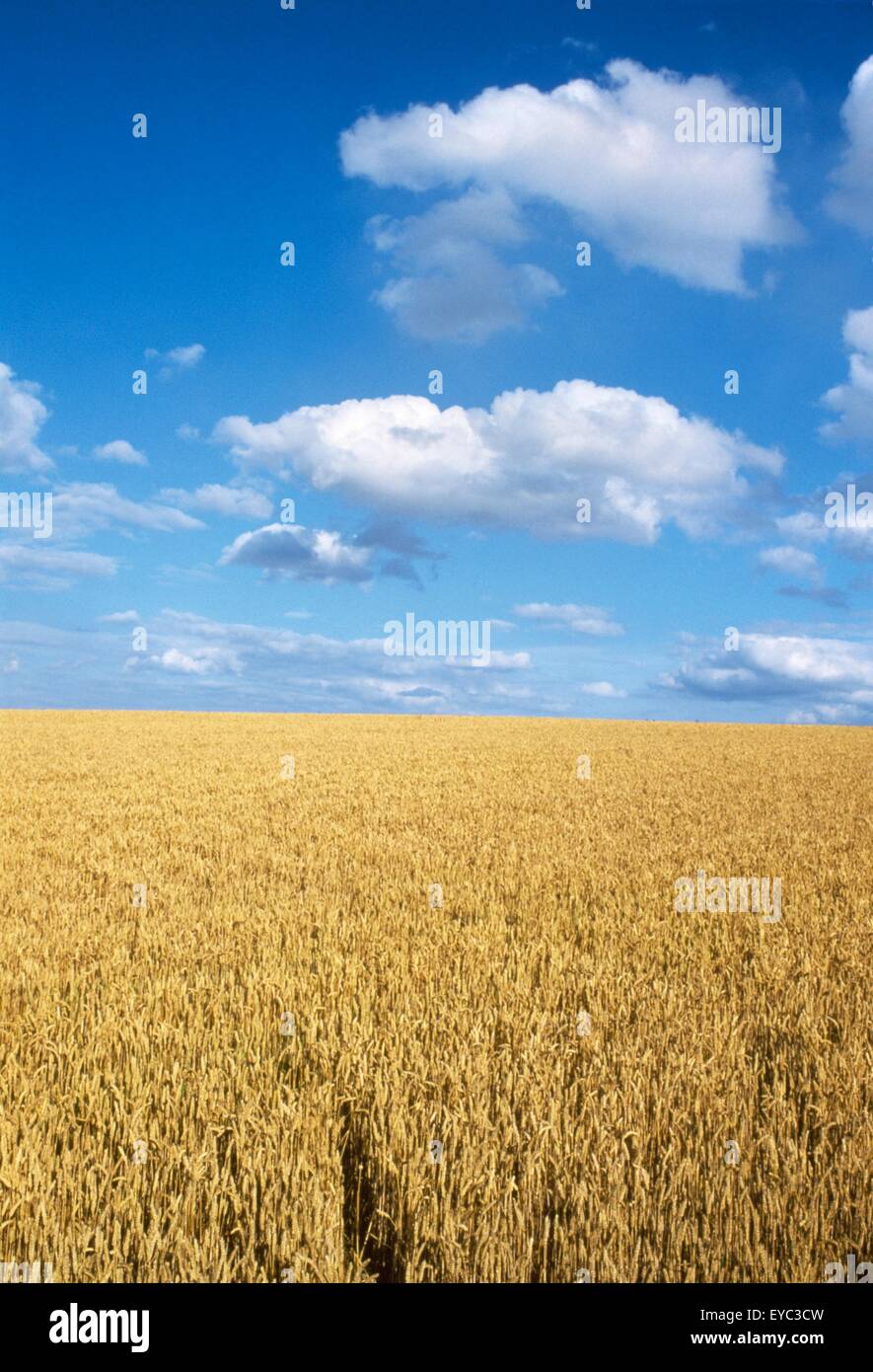Wheat Field, Ireland; Horizon Over A Field Stock Photo - Alamy