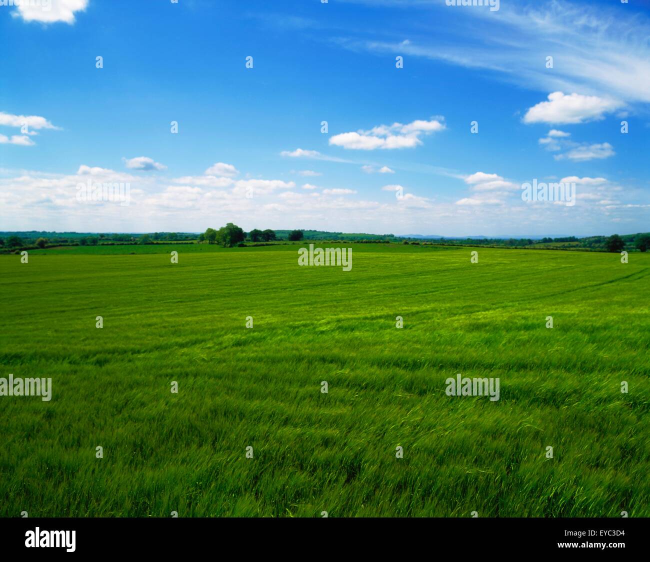 Co Kildare, Ireland; Grassy Field Stock Photo - Alamy