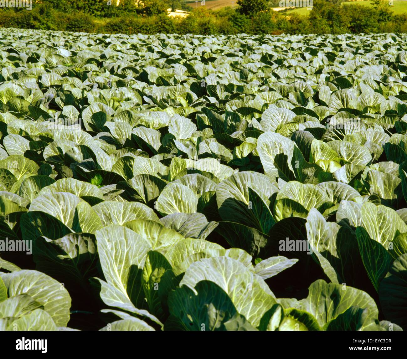 Cabbage Field, Ireland Stock Photo - Alamy