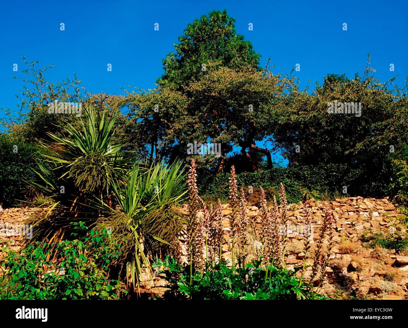 Knockmore, Co Wicklow, Ireland; Acanthus And Cordyline During Spring ...