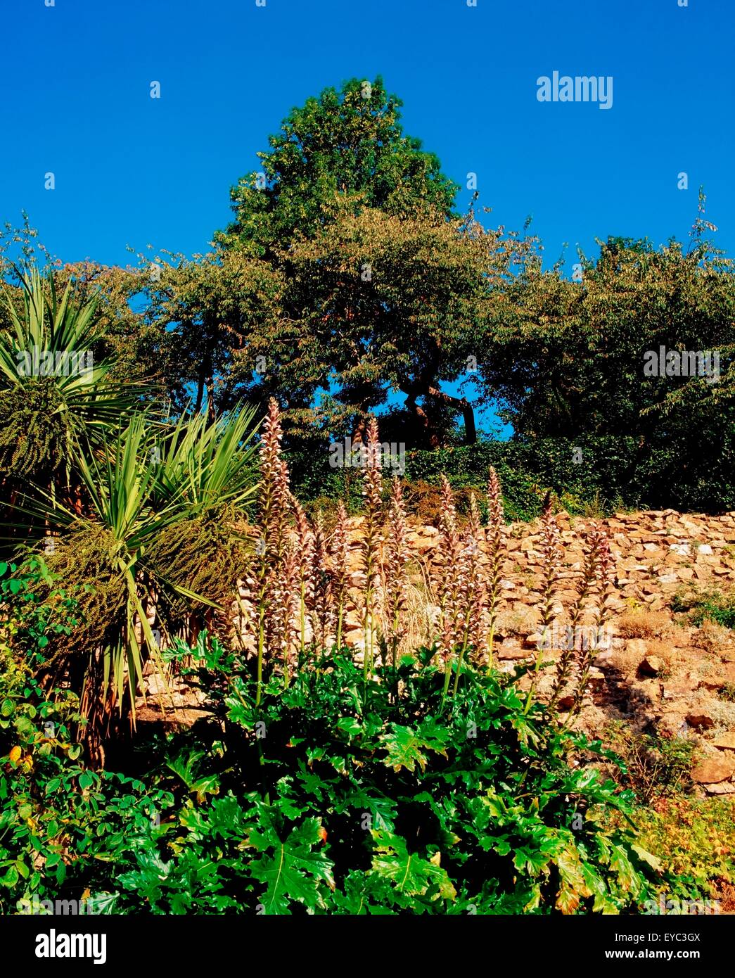 Knockmore, Co Wicklow, Ireland; Acanthus And Cordyline During Spring ...
