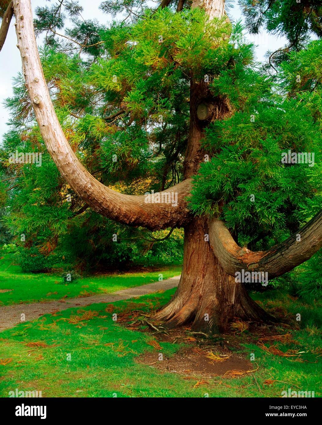 Fota arboretum hi-res stock photography and images - Alamy