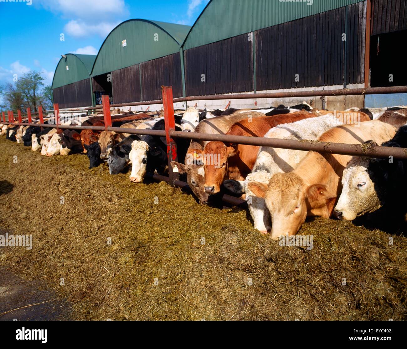 Cattle Eating Silage; Livestock Stock Photo - Alamy