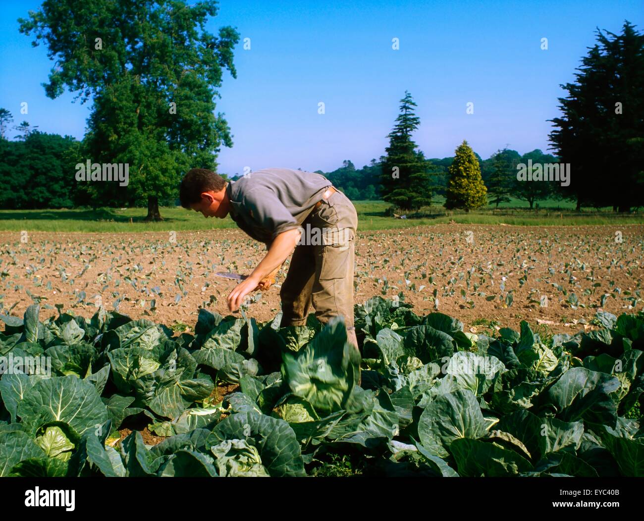 Men farm workers hi-res stock photography and images - Alamy