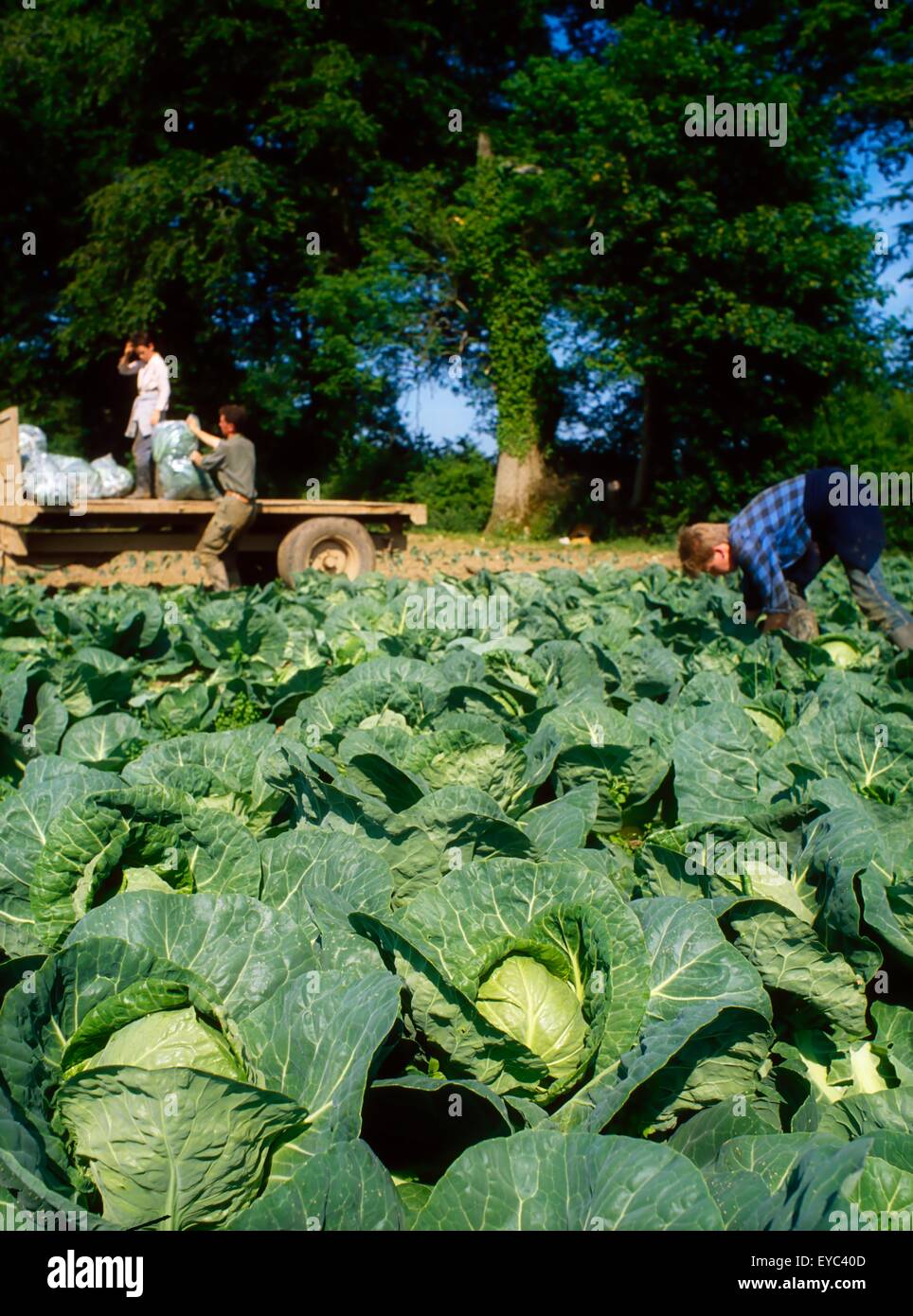 Men farm workers hi-res stock photography and images - Alamy