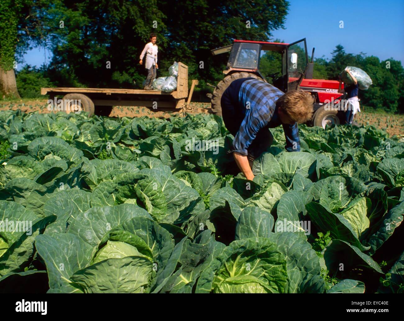 Men farm workers hi-res stock photography and images - Alamy