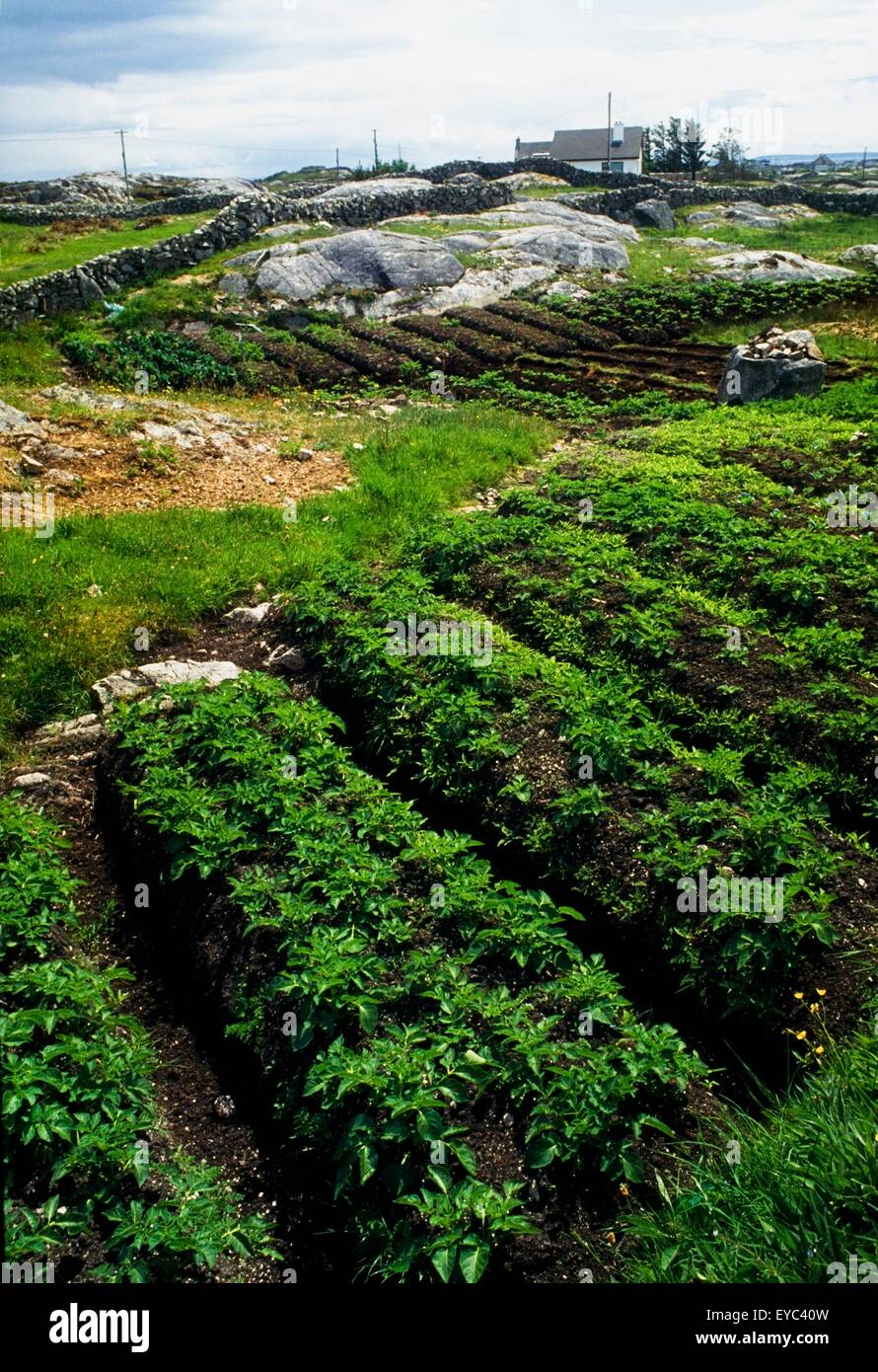 Ireland, Crops, Potatoes Stock Photo - Alamy