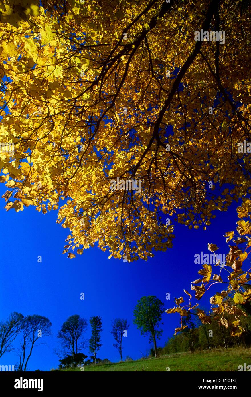 Ards Peninsula, County Donegal, Ireland; Autumn Foliage Stock Photo - Alamy