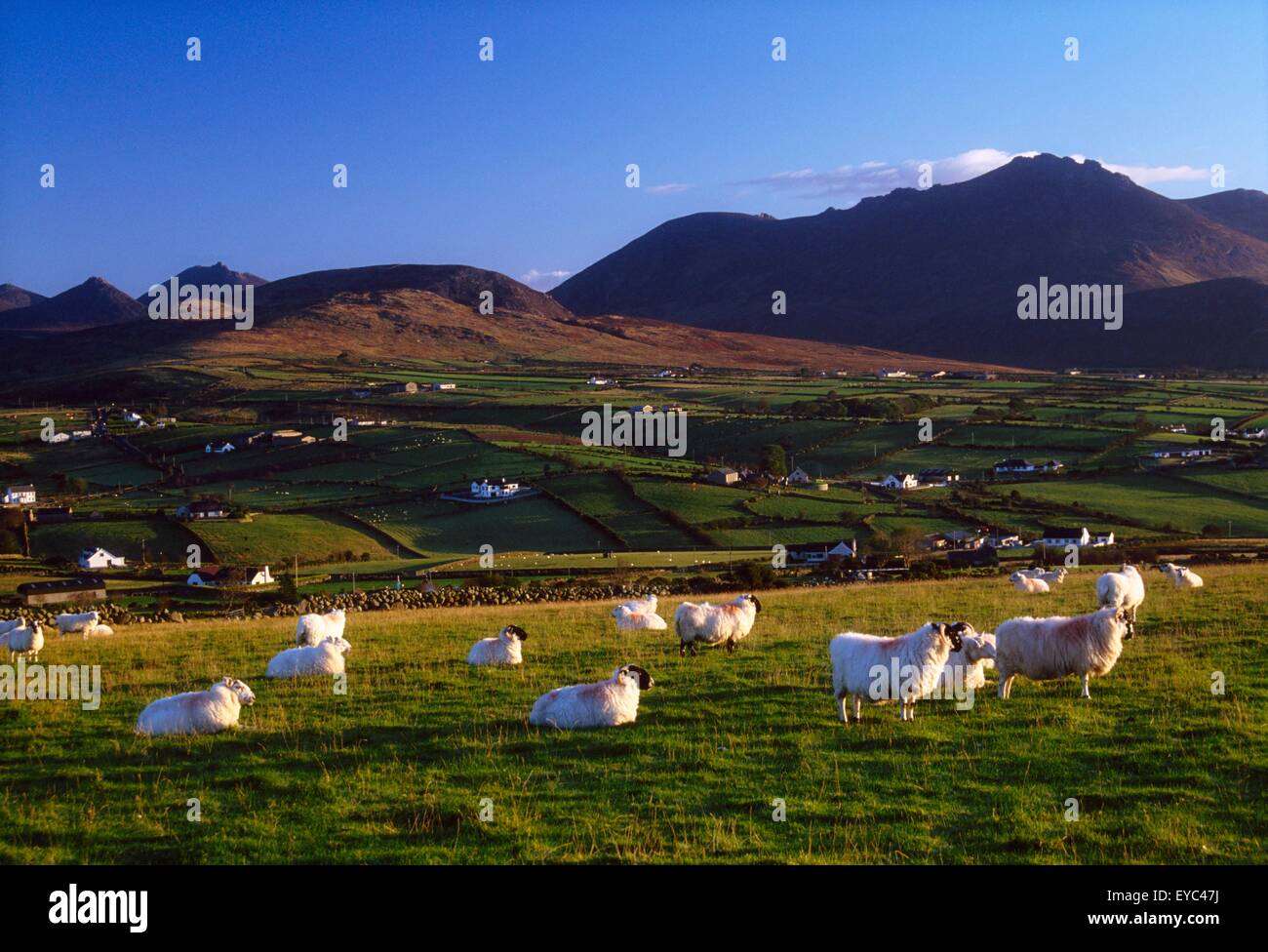 Aughrim Hill, Mourne Mountains, County Down, Ireland; Flock Of Sheep ...