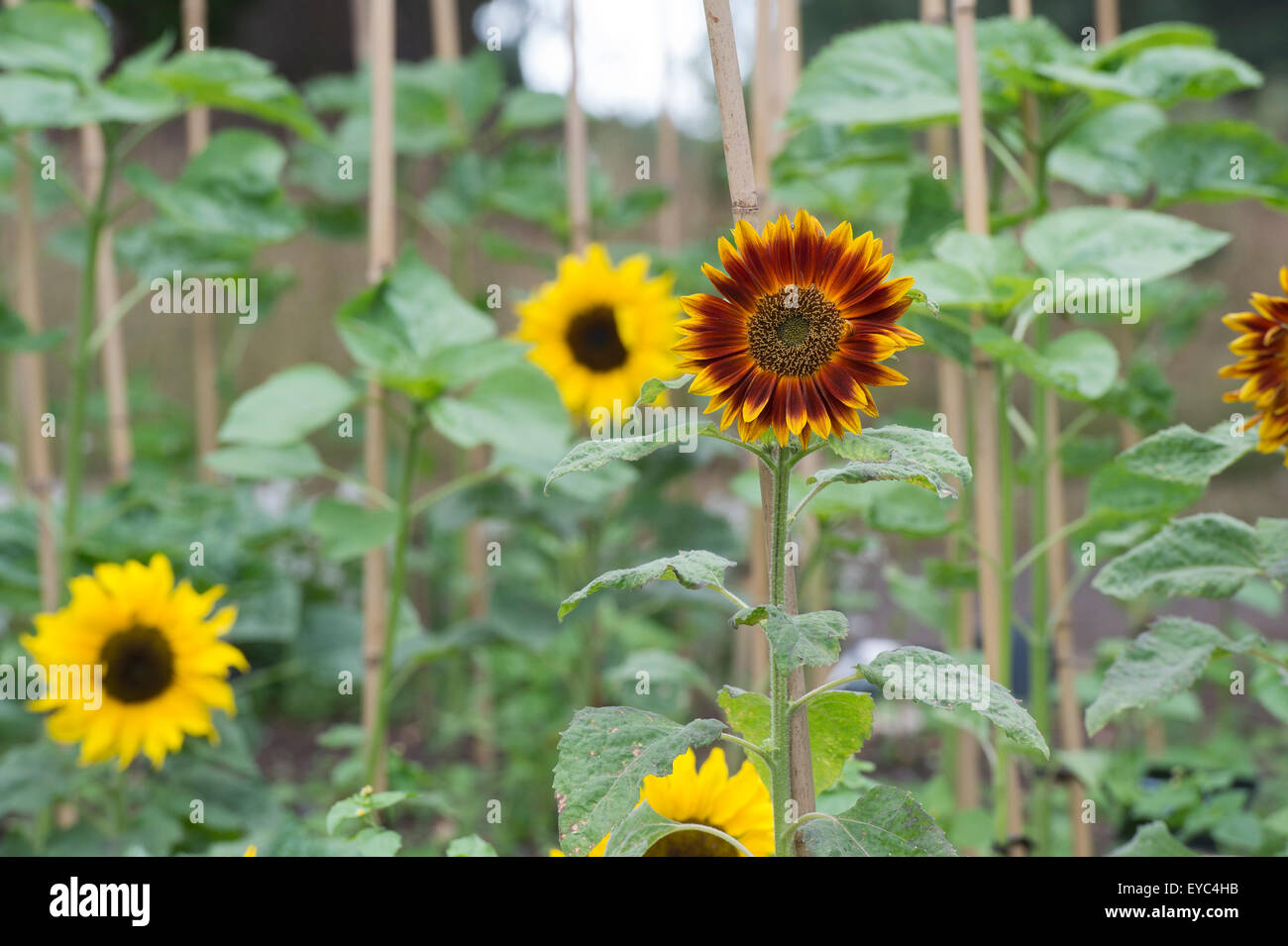 Staking sunflowers hi-res stock photography and images - Alamy