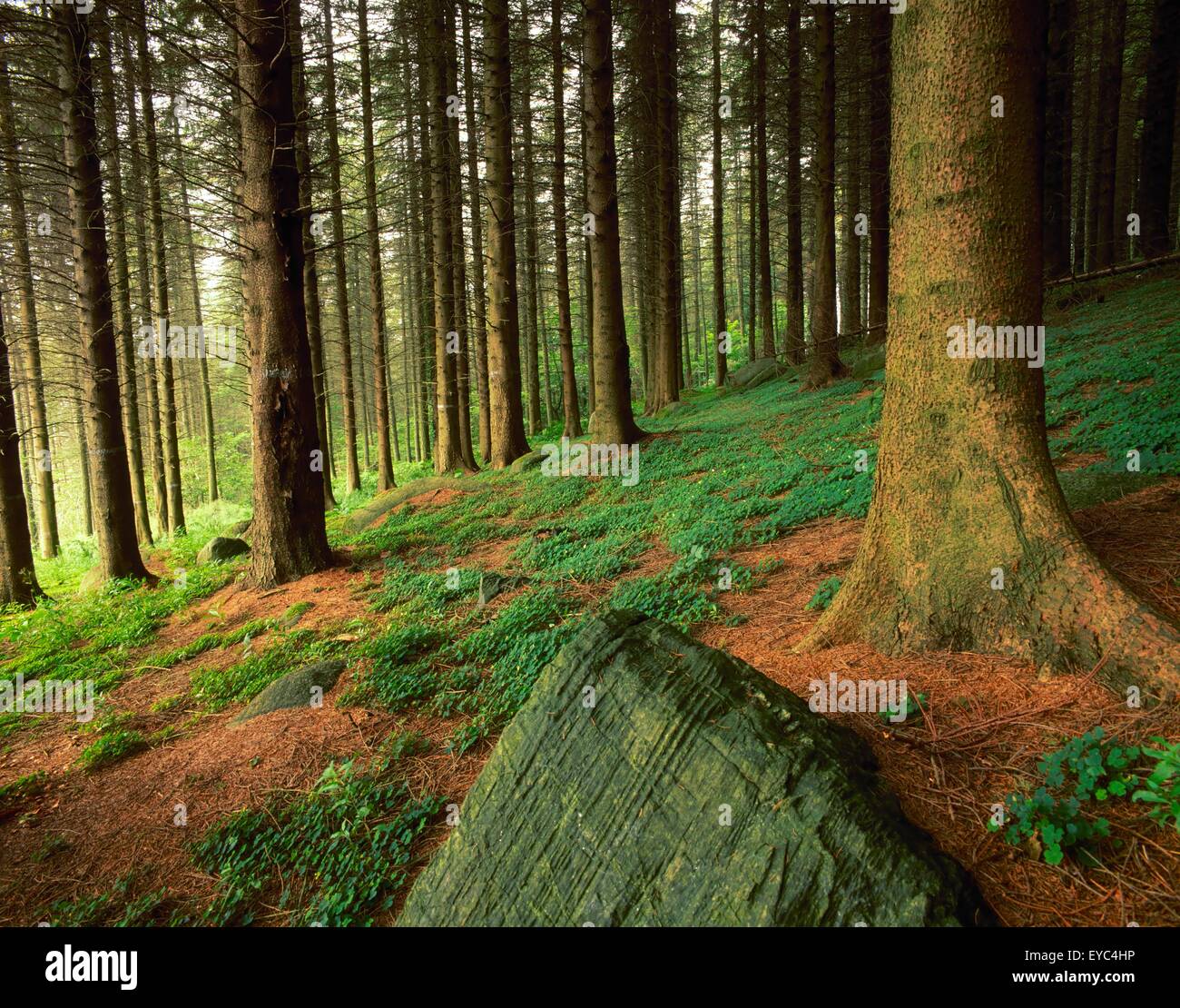 Rostrevor County Down High Resolution Stock Photography and Images - Alamy
