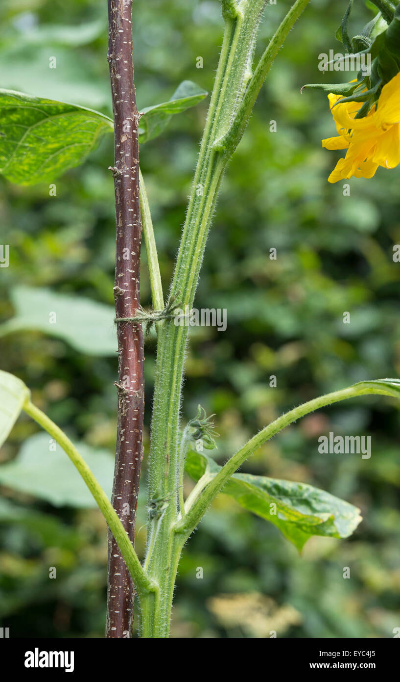 Helianthus Annuus Stem