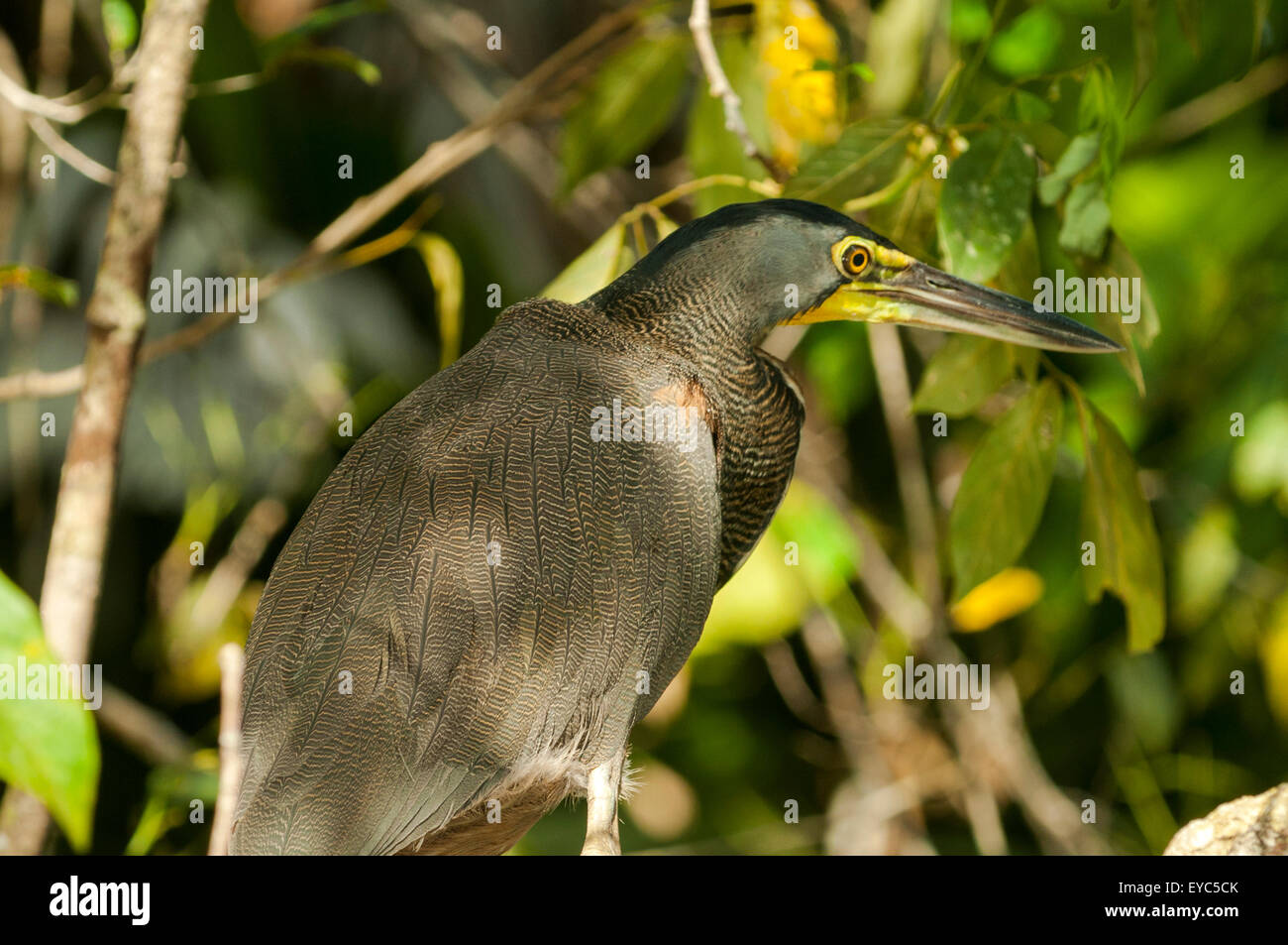 Tigrisoma mexicanum, Tiger Heron, Tortuguero, Costa Rica Stock Photo ...