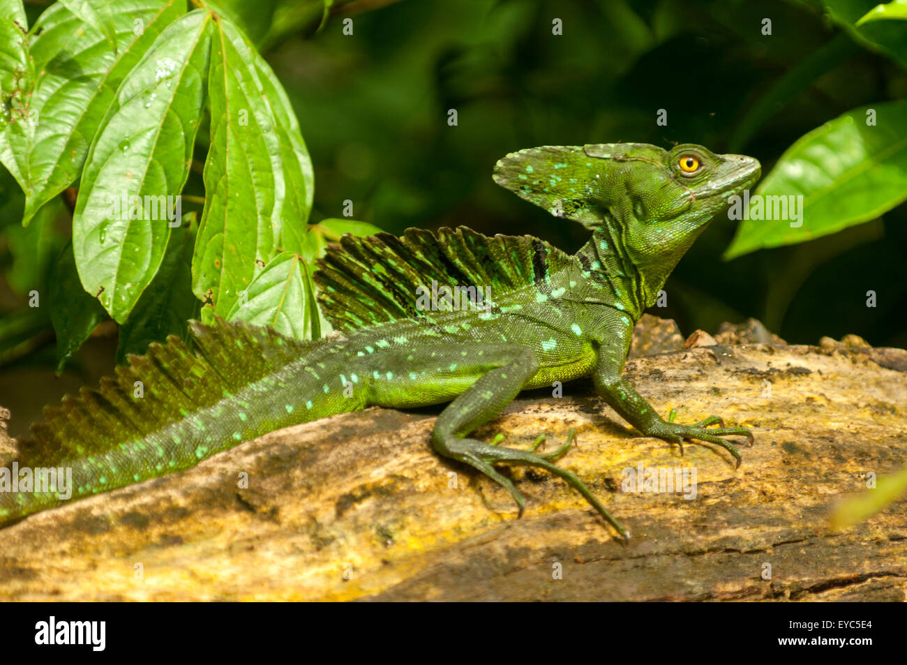 Basilisk lizard hi-res stock photography and images - Alamy