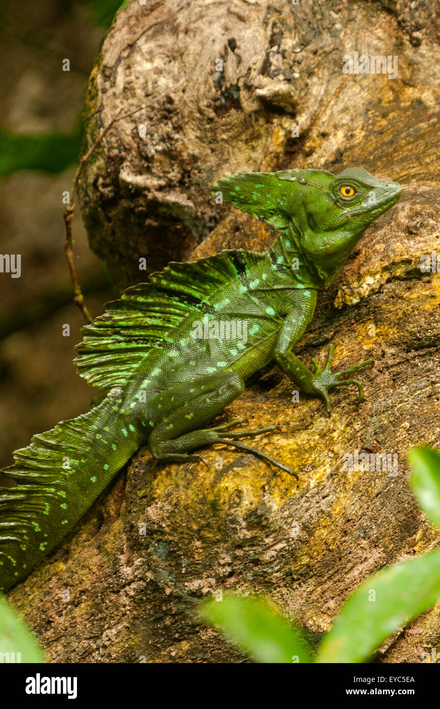 Basilisk lizard hi-res stock photography and images - Alamy