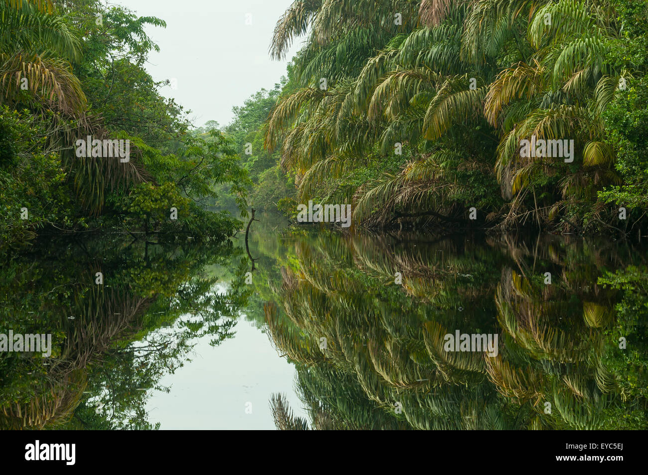 Tortuguero canal costa rica hi-res stock photography and images - Alamy