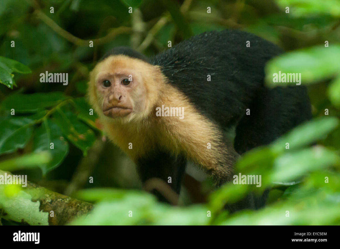Cebus albifrons, White-faced Capuchin Monkey, Tortuguero, Costa Rica ...