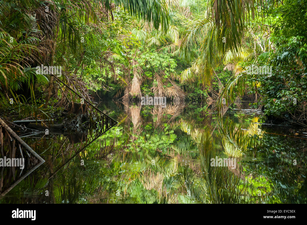 Canal Reflections, Tortuguero, Costa Rica Stock Photo - Alamy