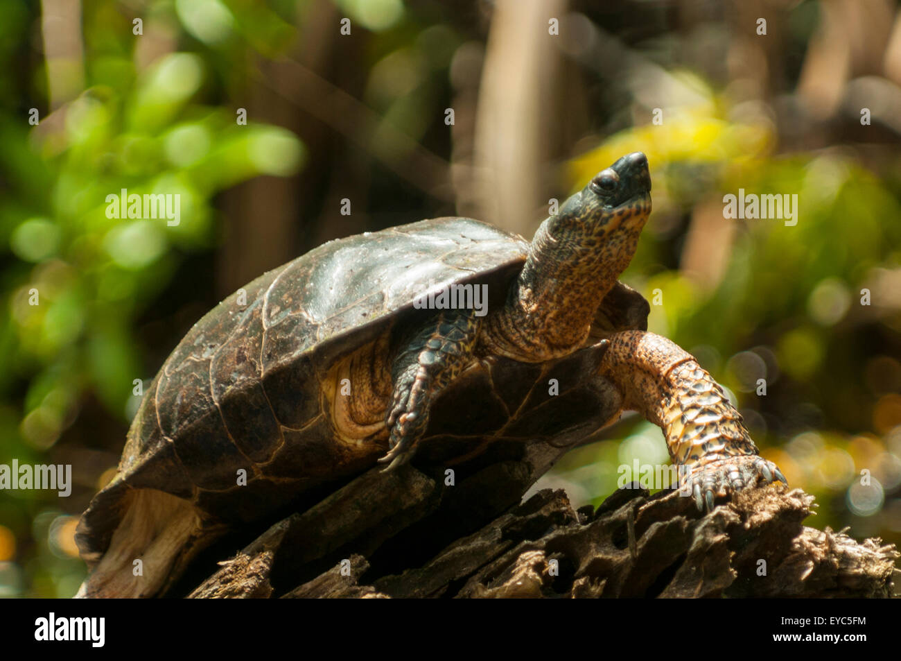 River turtle hi-res stock photography and images - Alamy
