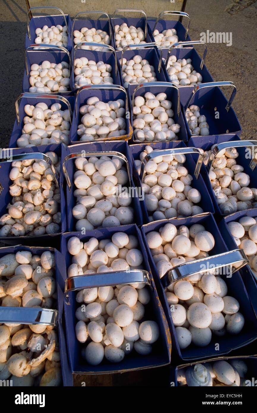 Mushrooms In Boxes; Farm Fresh Vegetables Stock Photo - Alamy