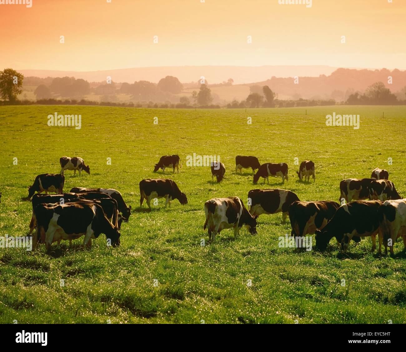 Friesian Cattle; Cattle Grazing Stock Photo - Alamy