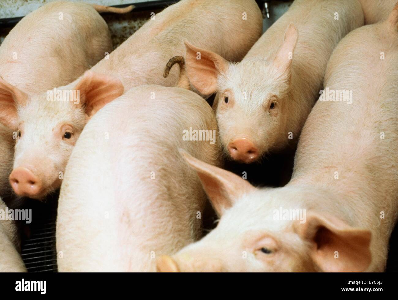 Pigs; Group Of Pigs Stock Photo - Alamy