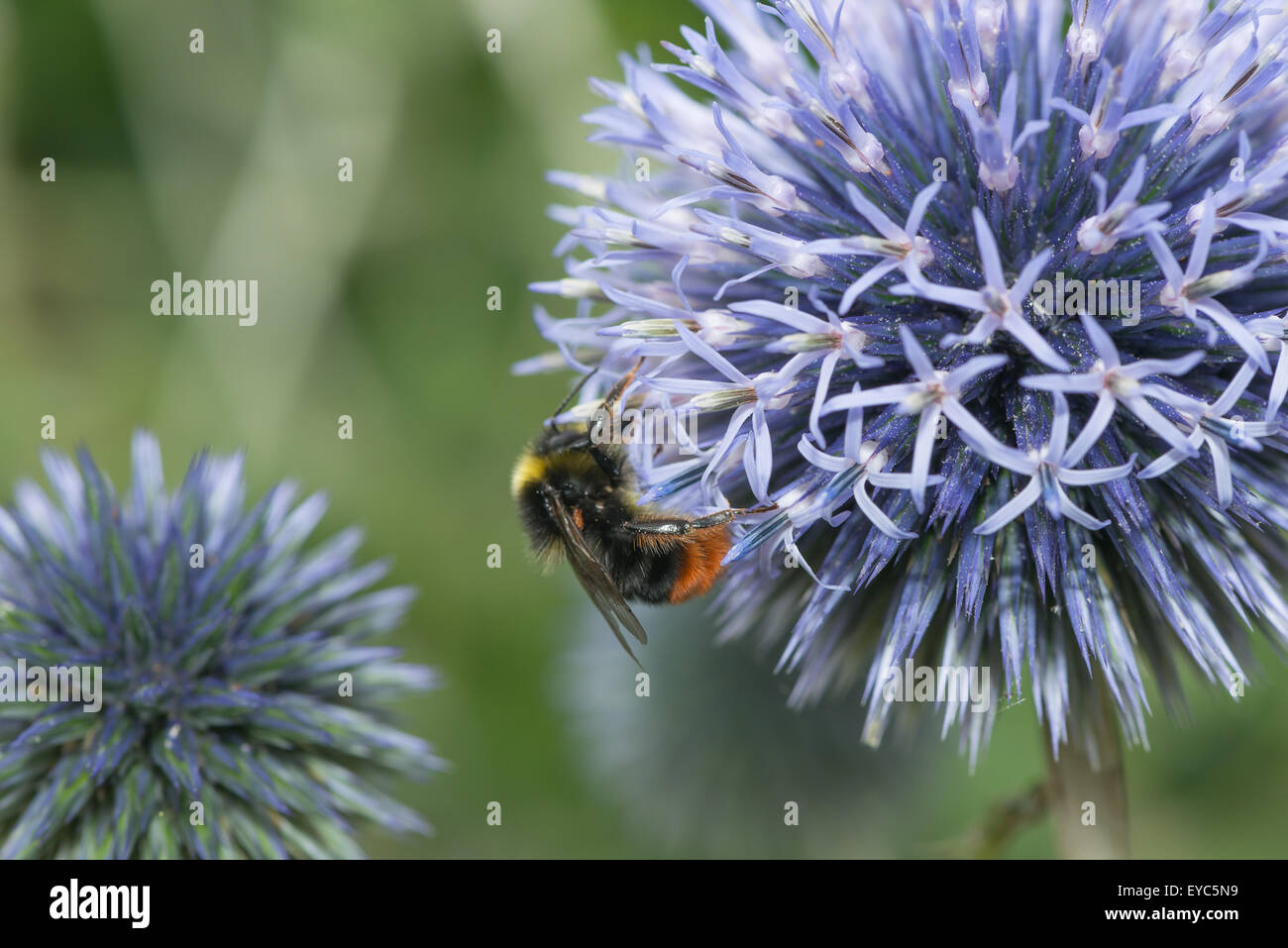 Red tipped worker bumblebee pollinating and drinking nectar on globe ...