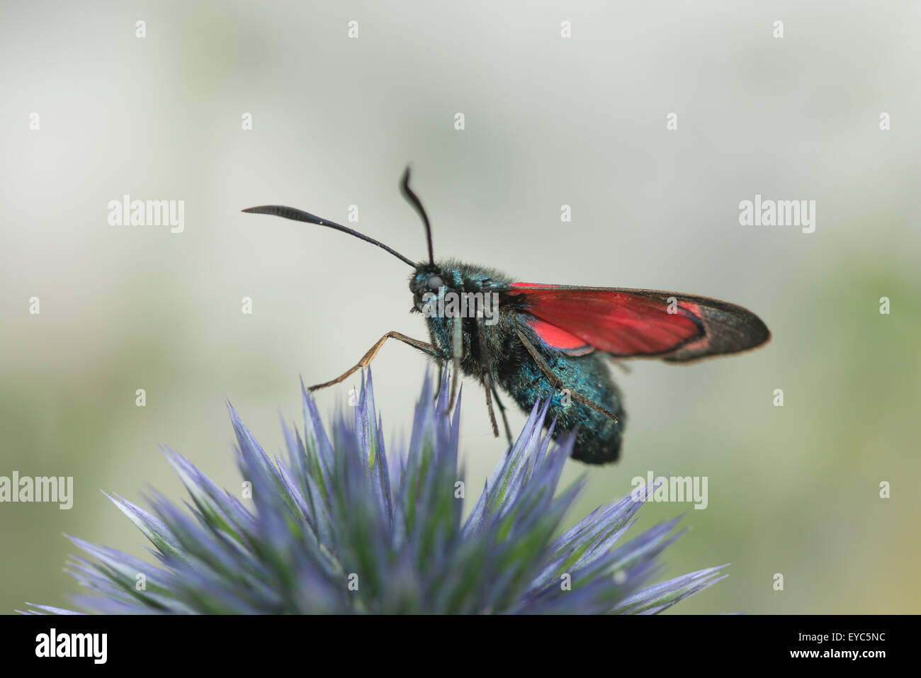 Red tailed moth hi-res stock photography and images - Alamy