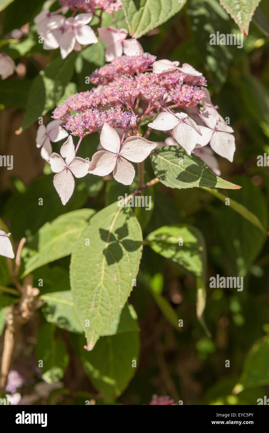 Japanese Hydrangea plant flowering close up with masses of delicate ...