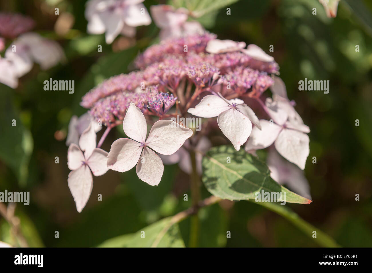 Japanese Hydrangea plant flowering close up with masses of delicate ...