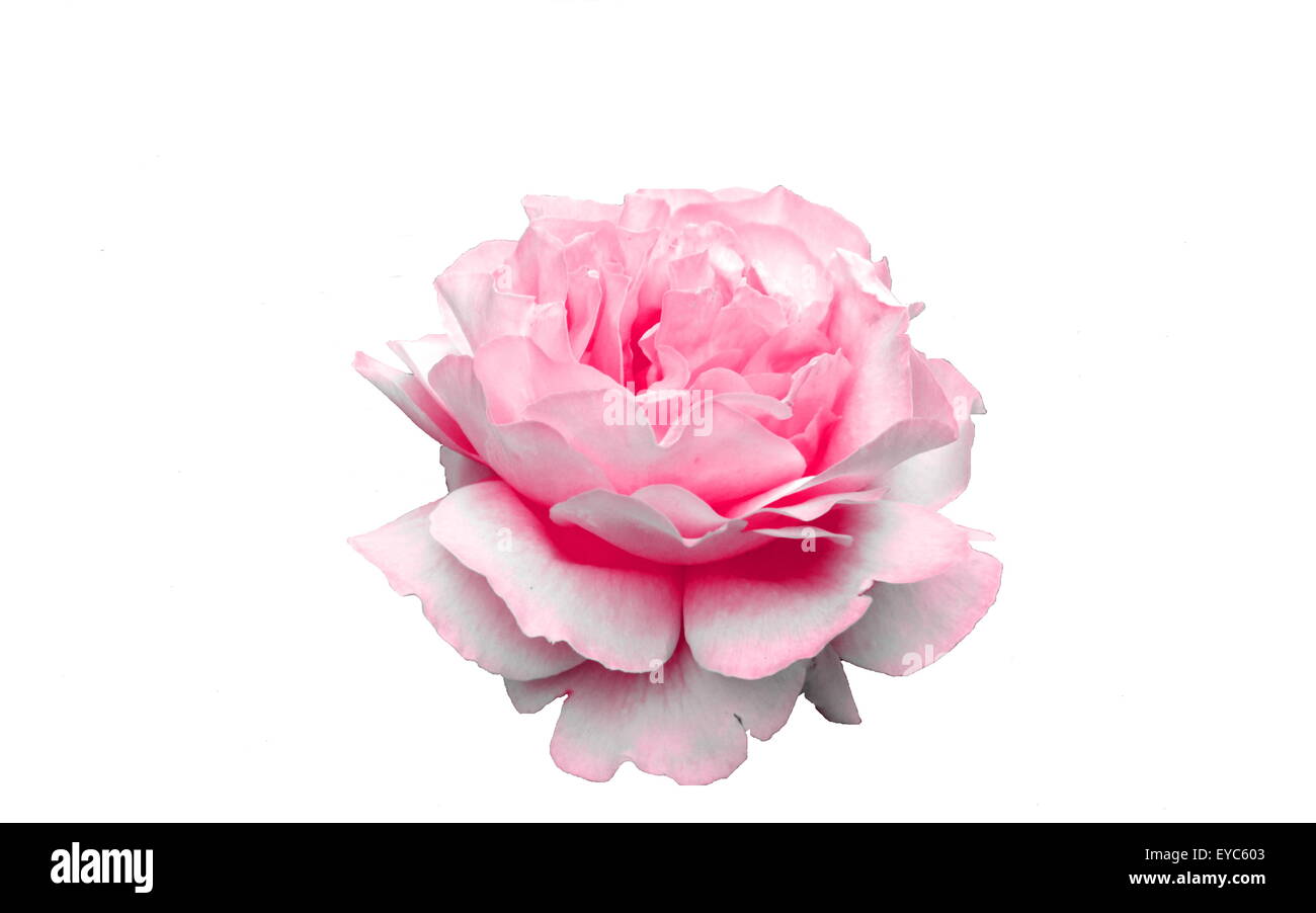 Pink rosa hi-res stock photography and images - Alamy