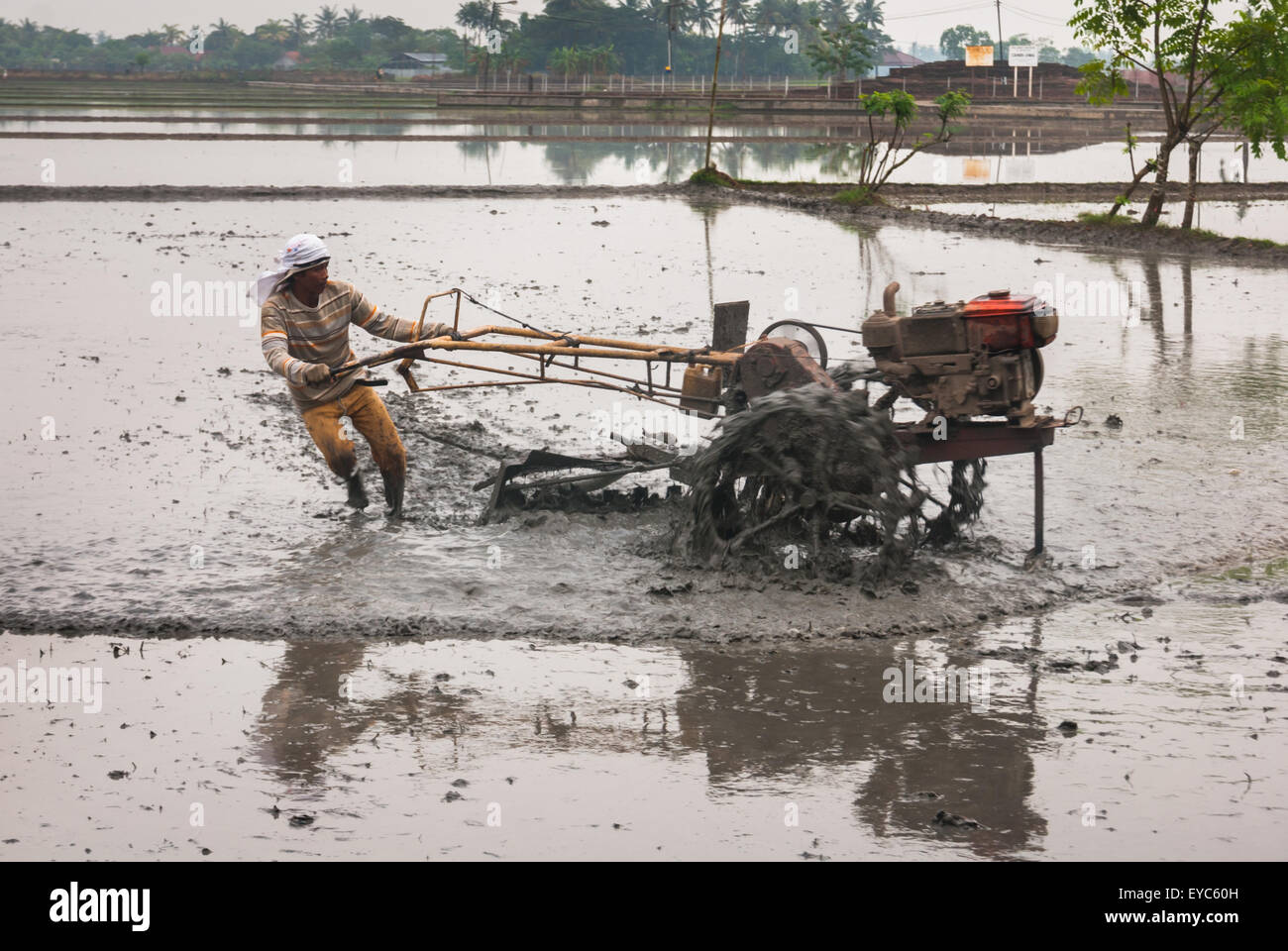 Farmer plowing rice field Stock Photo - Alamy