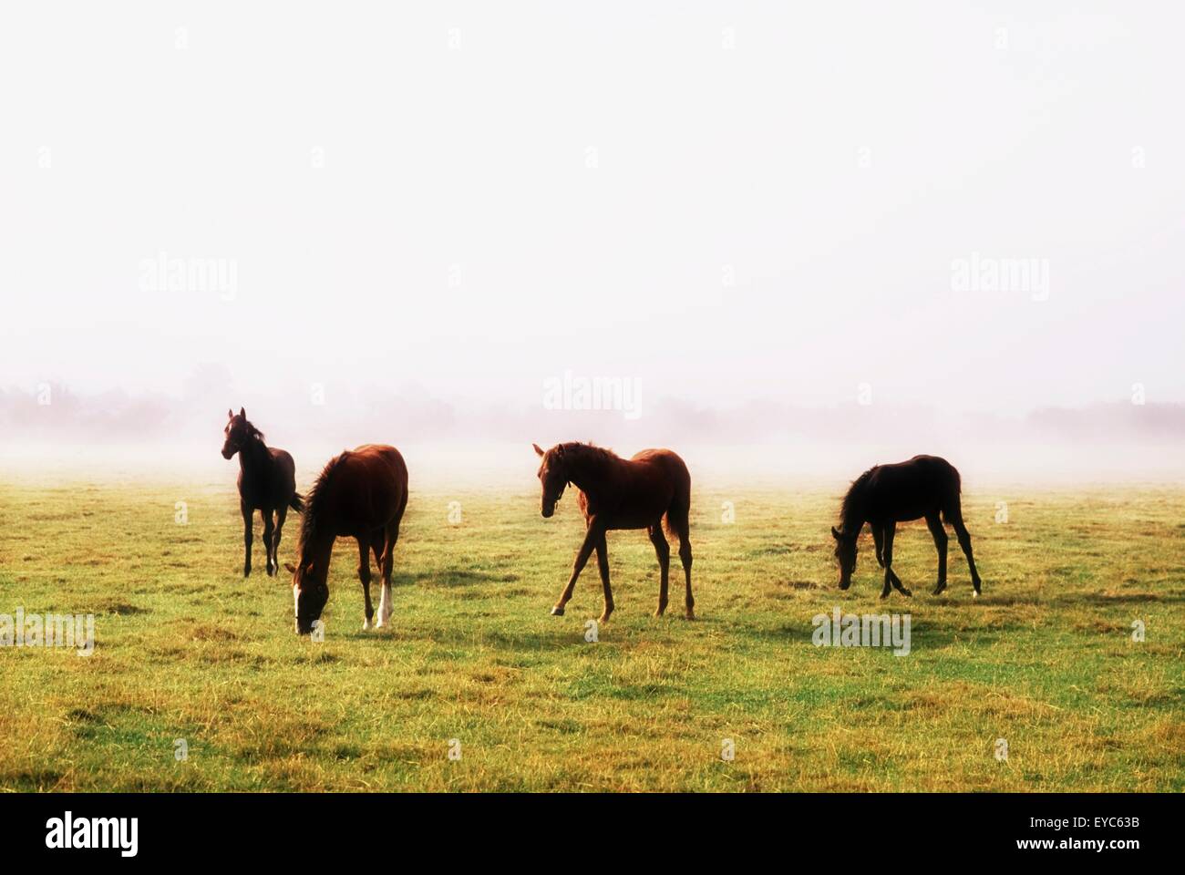 Foals With A Mist Behind Them; Thoroughbred Horses Stock Photo - Alamy